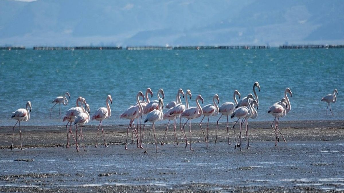 Η Φωτογραφία της Ημέρας: Ο παράδεισος με τα ροζ φλαμίνγκο στον βιότοπο ...