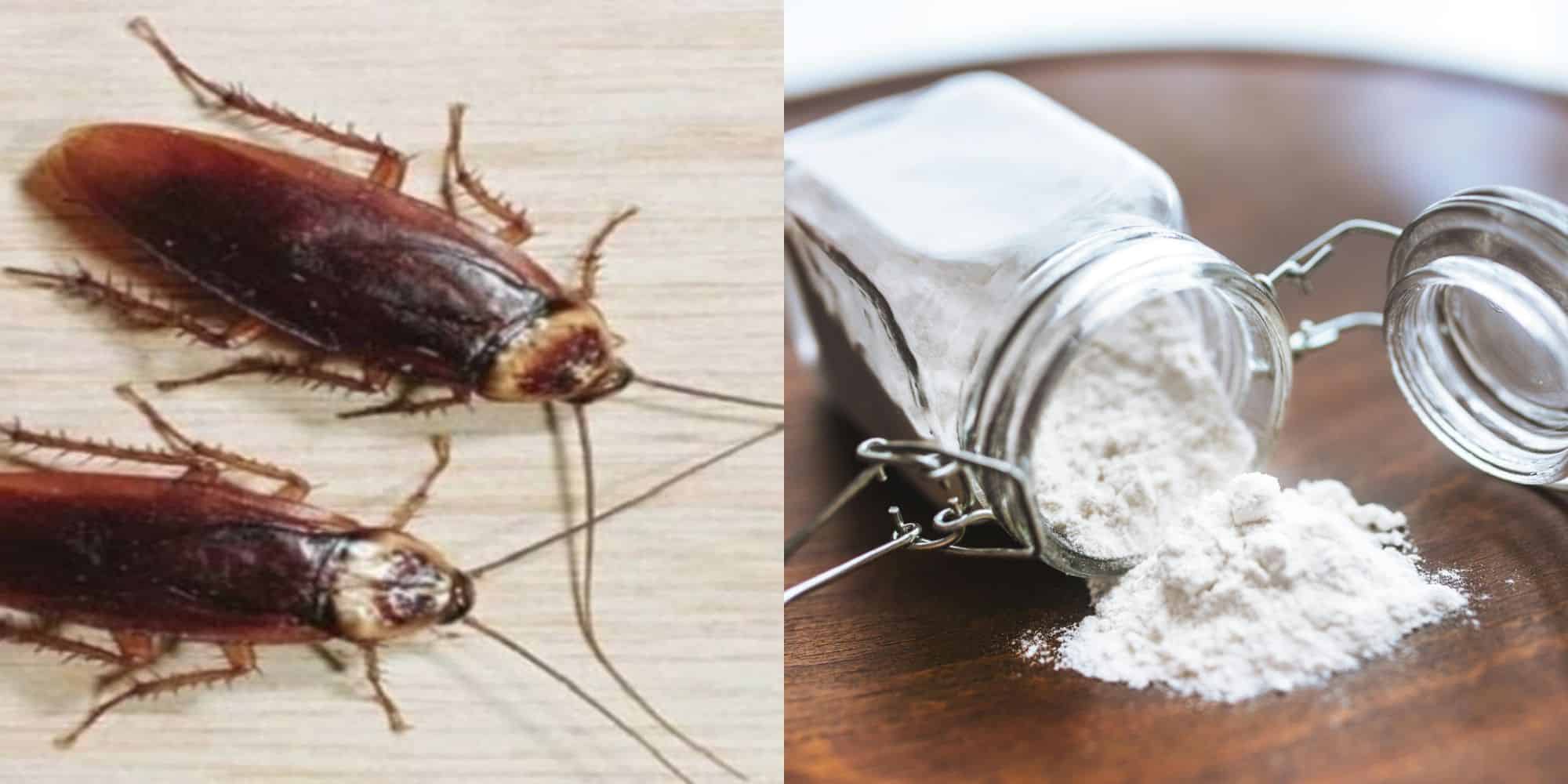 Εξαφανίστε τις κατσαρίδες από το σπίτι σας: Οι 3 πιο φυσικές και ...