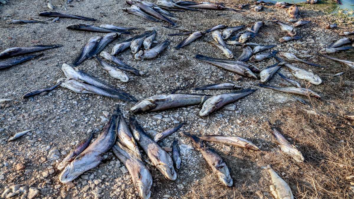 Παρέμβαση εισαγγελέα για τις σοκαριστικές εικόνες με χιλιάδες νεκρά ...