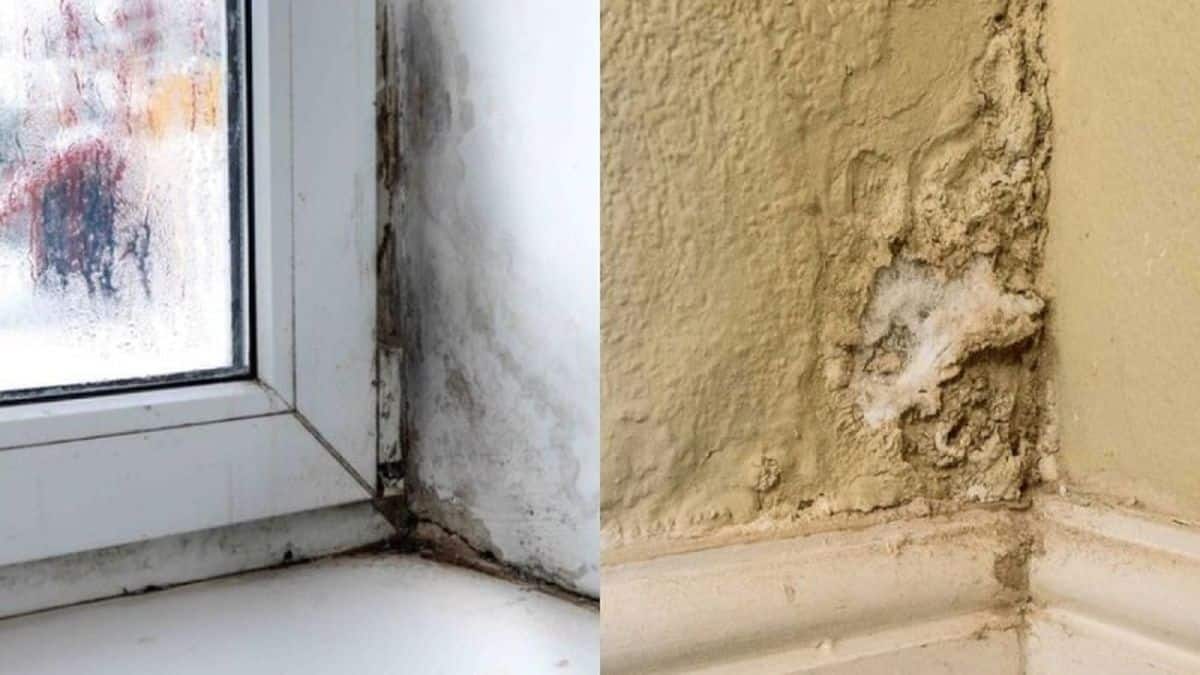 Υγρασία και μούχλα τέλος: Το "μυστικό" υλικό της κουζίνας που δεν ...