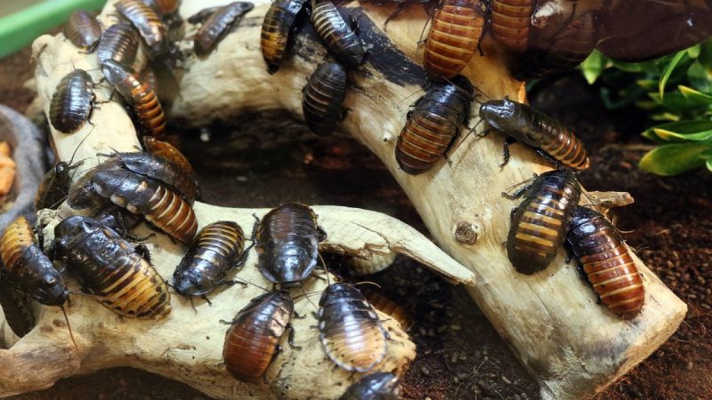 9+1 τρόποι να εξαφανίσεις τις κατσαρίδες για πάντα: Το «μυστικό» που οι ...