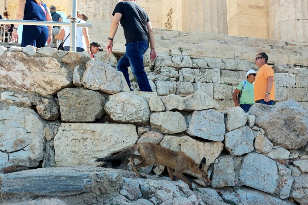 Αγριογούρουνα κόβουν βόλτες στην Πετρούπολη, αλεπούδες σε Μαξίμου και ...